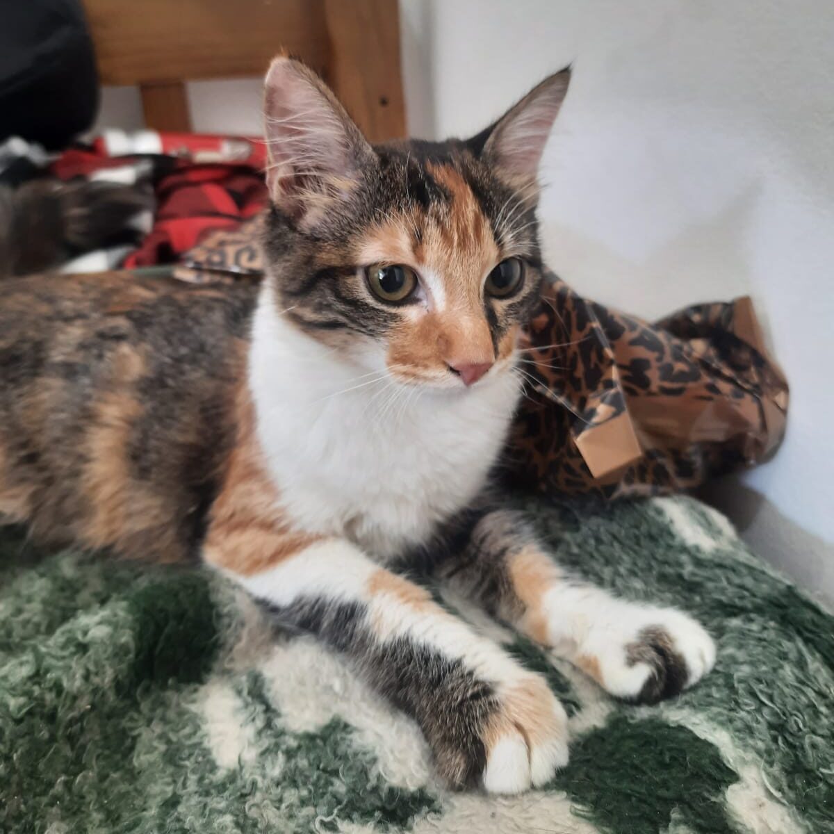 Gato para Adoção Zoe Ragdoll Castanho - 8 Meses - Prof Pedro Pepe Pet